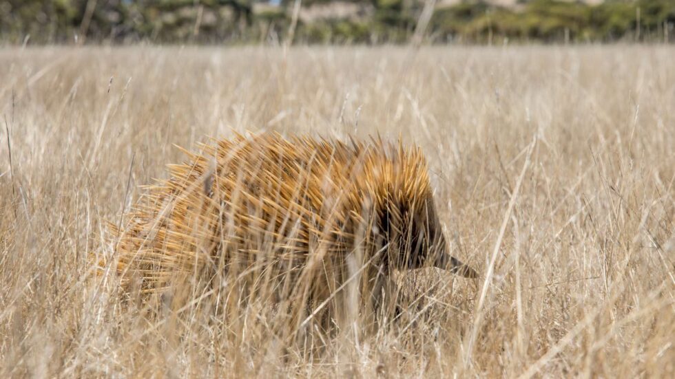 Climate Action Certification | Ecotourism Australia