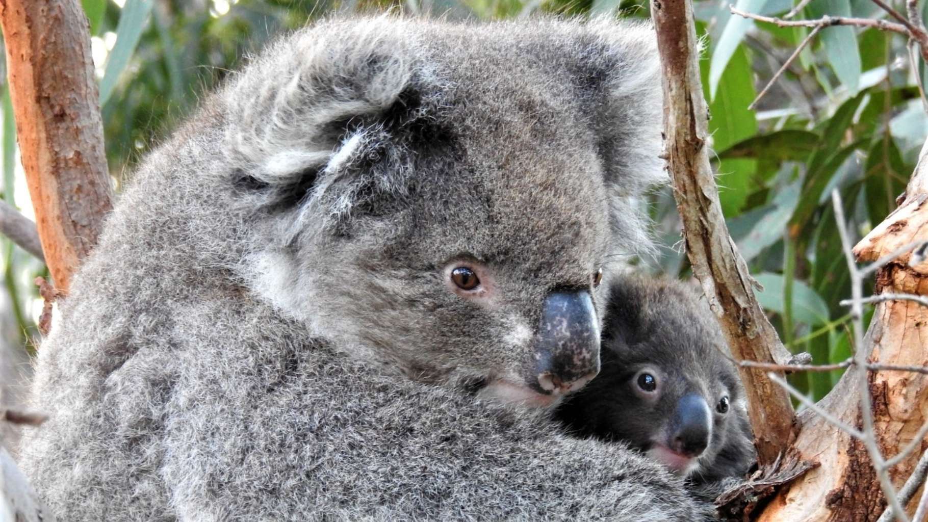 From Depletion to Regeneration - The Tour Letting Travellers Save Koala ...